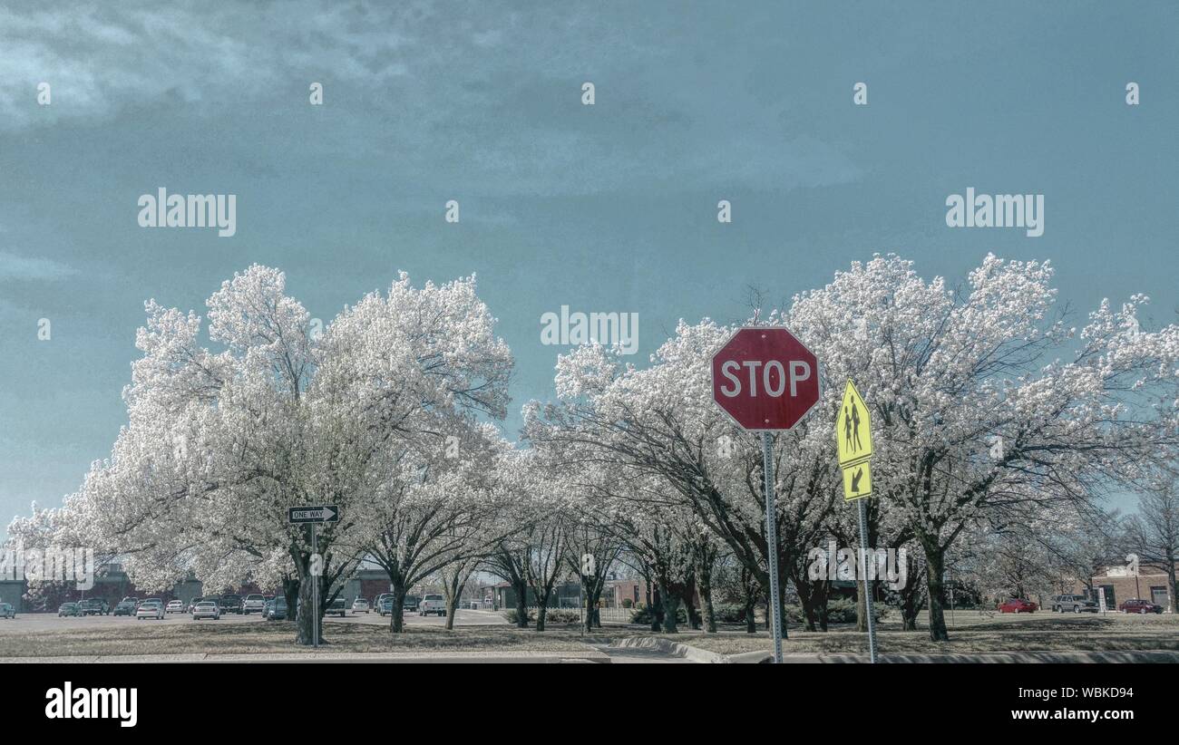 Stop sign sky trees hi-res stock photography and images - Alamy
