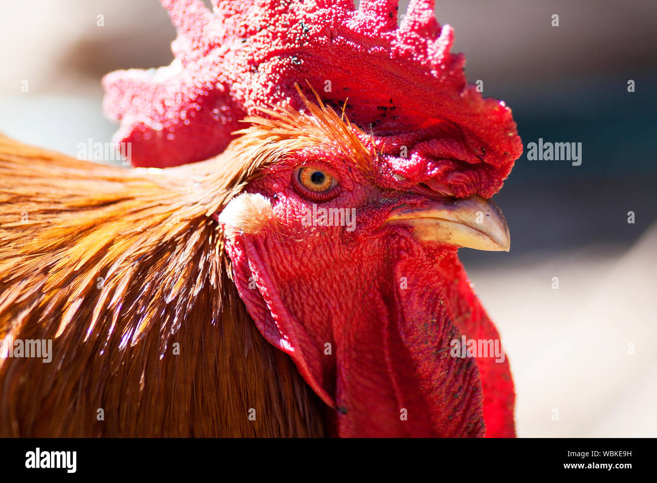 Rooster looking hi-res stock photography and images - Alamy