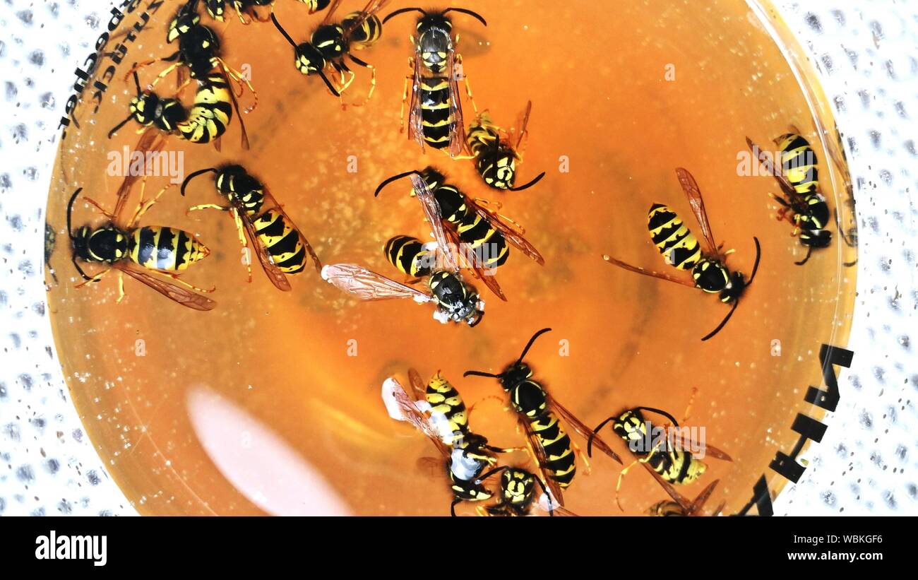 Dead apple hi-res stock photography and images - Alamy