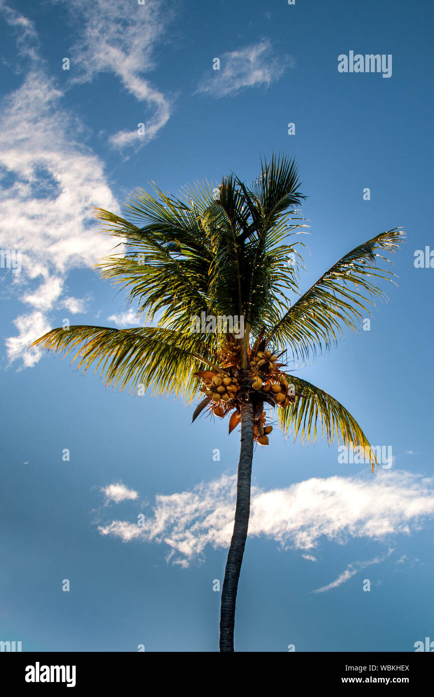 coconut palm tree Stock Photo - Alamy