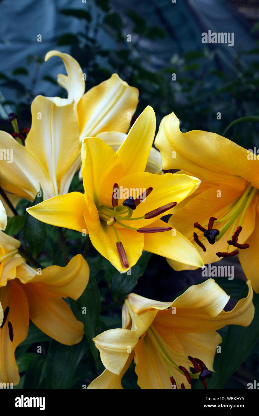 LILIUM HONEYMOON. TREE LILY Stock Photo - Alamy
