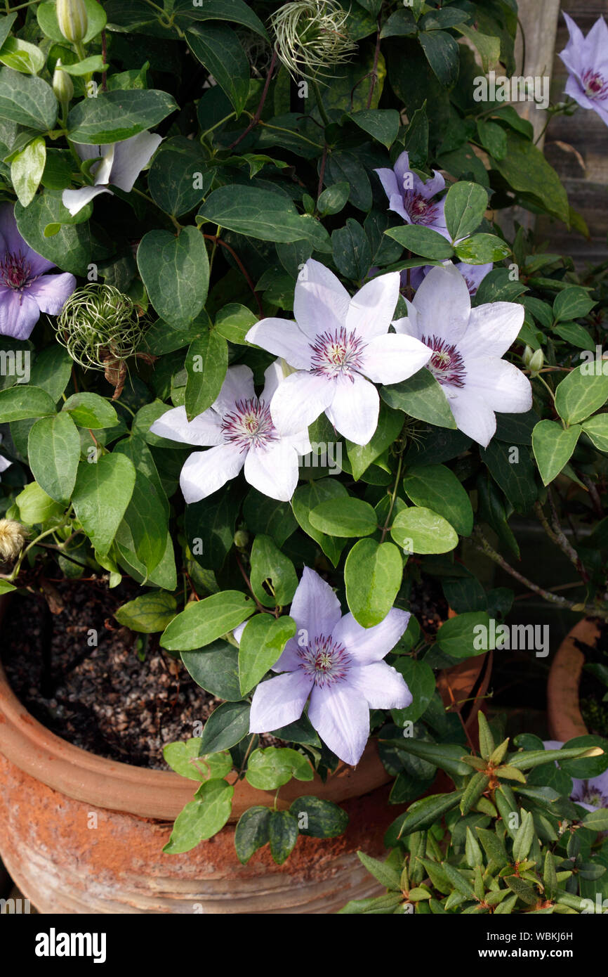 CLEMATIS BERNADINE. PATIO CLEMATIS Stock Photo - Alamy