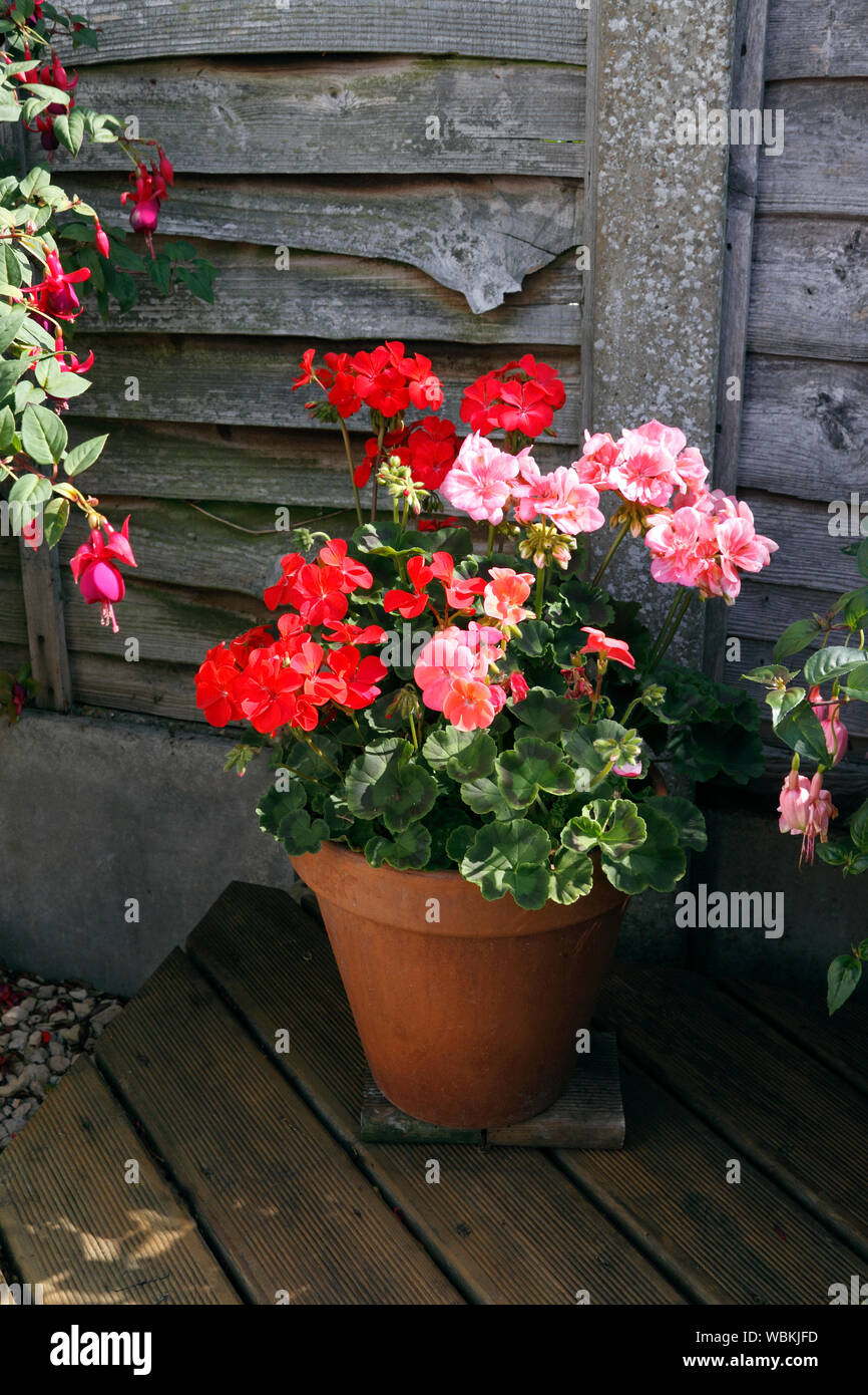Pelargonium pots hi-res stock photography and images - Alamy