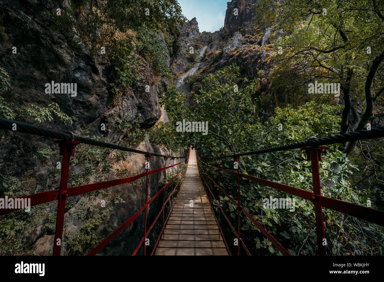Spectacular view of a hanging bridge into the forest Stock Photo - Alamy
