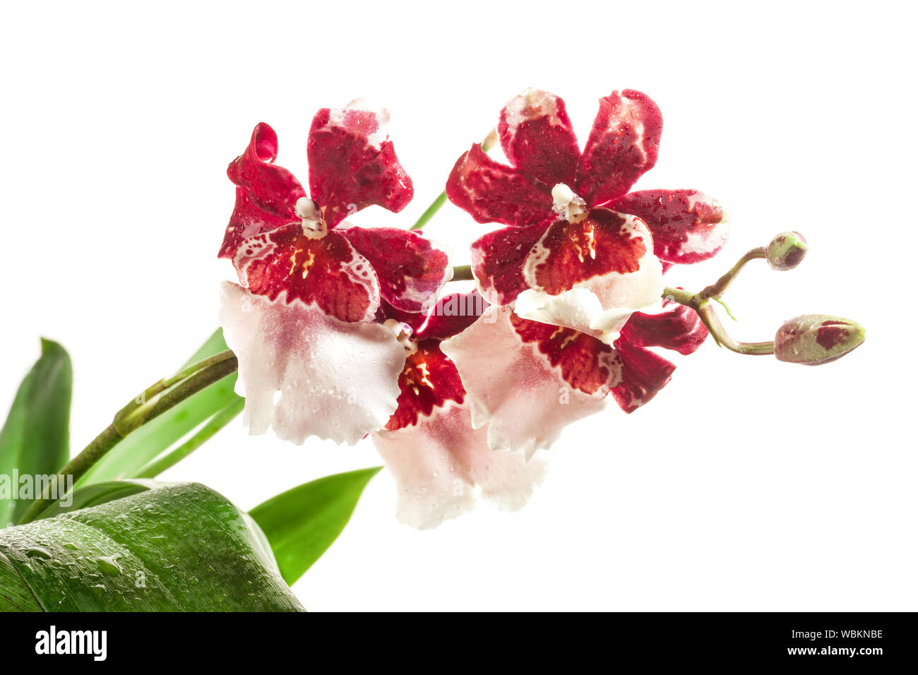 Cambria Orchid or Vuylstekeara Orchid isolated on white background ...
