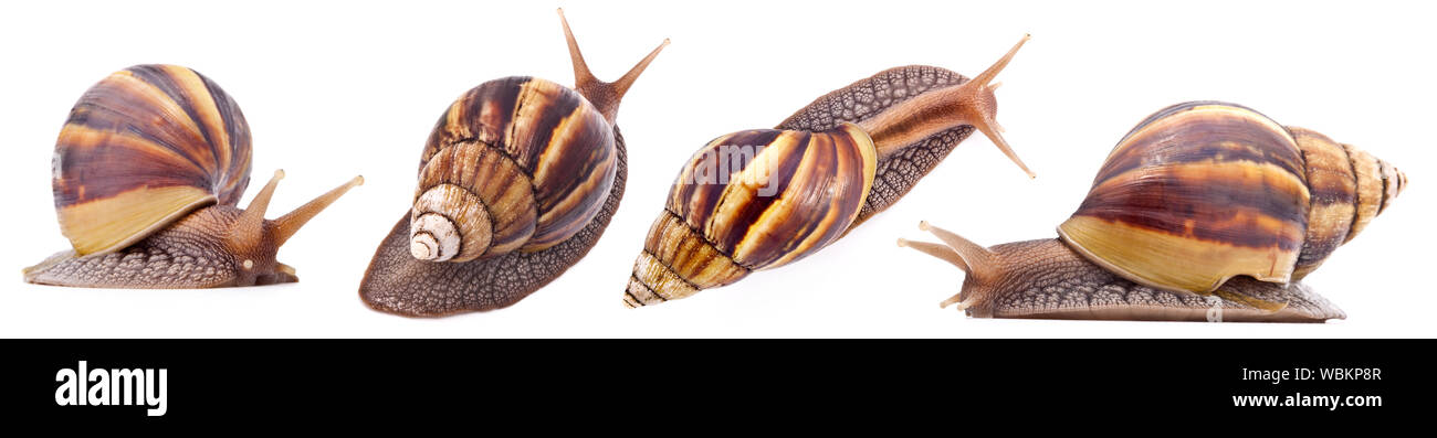 Giant African land snail (Achatina fulica) isolated on a white ...