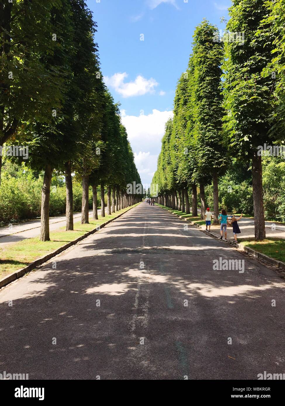 Scene shadow tree tree lined hi-res stock photography and images - Alamy