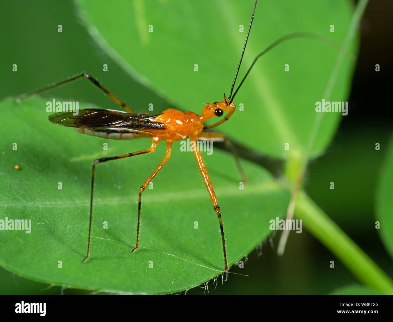 Macro Photography of Orange Assassin Bug on Green Leaf Stock Photo - Alamy