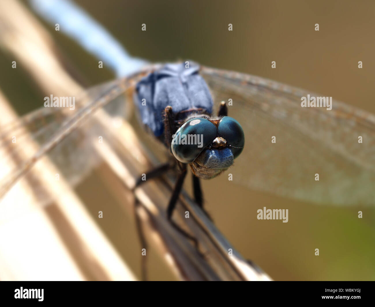 Purple skimmer hi-res stock photography and images - Alamy