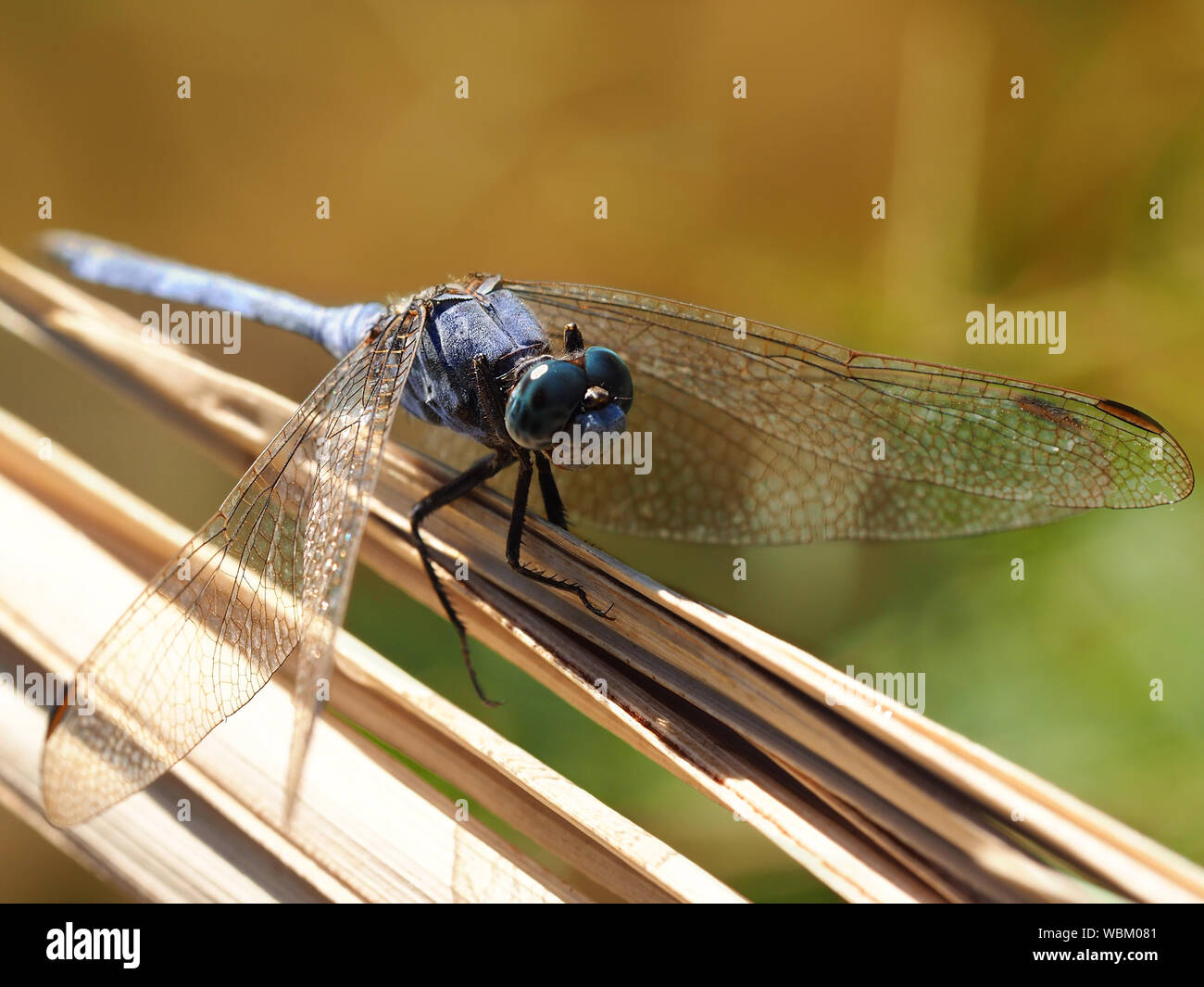 Purple skimmer hi-res stock photography and images - Alamy
