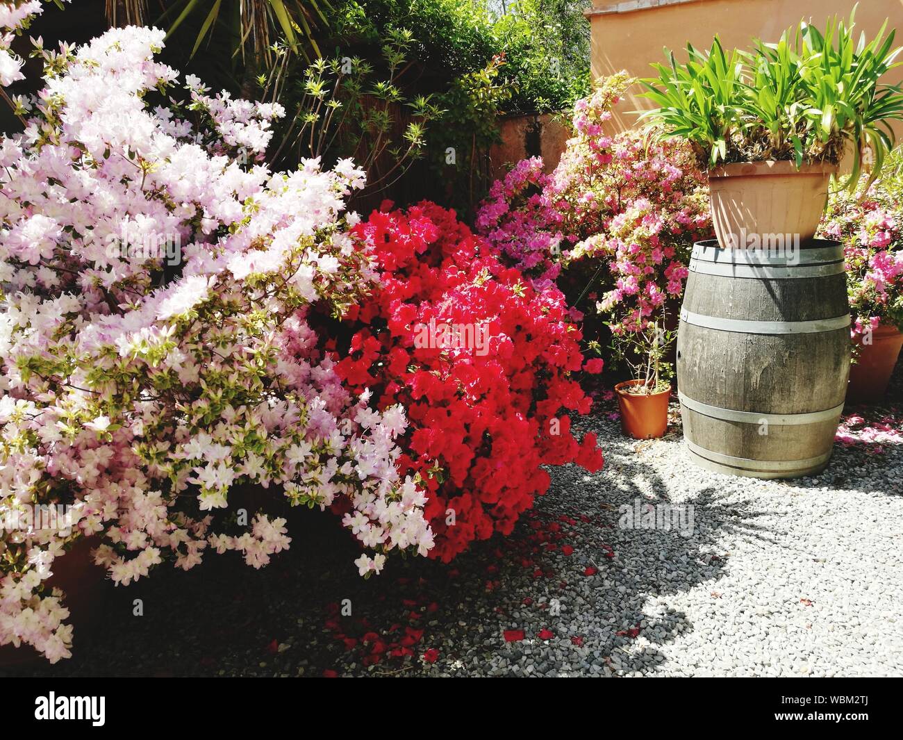Flowers Growing On Plant Stock Photo - Alamy