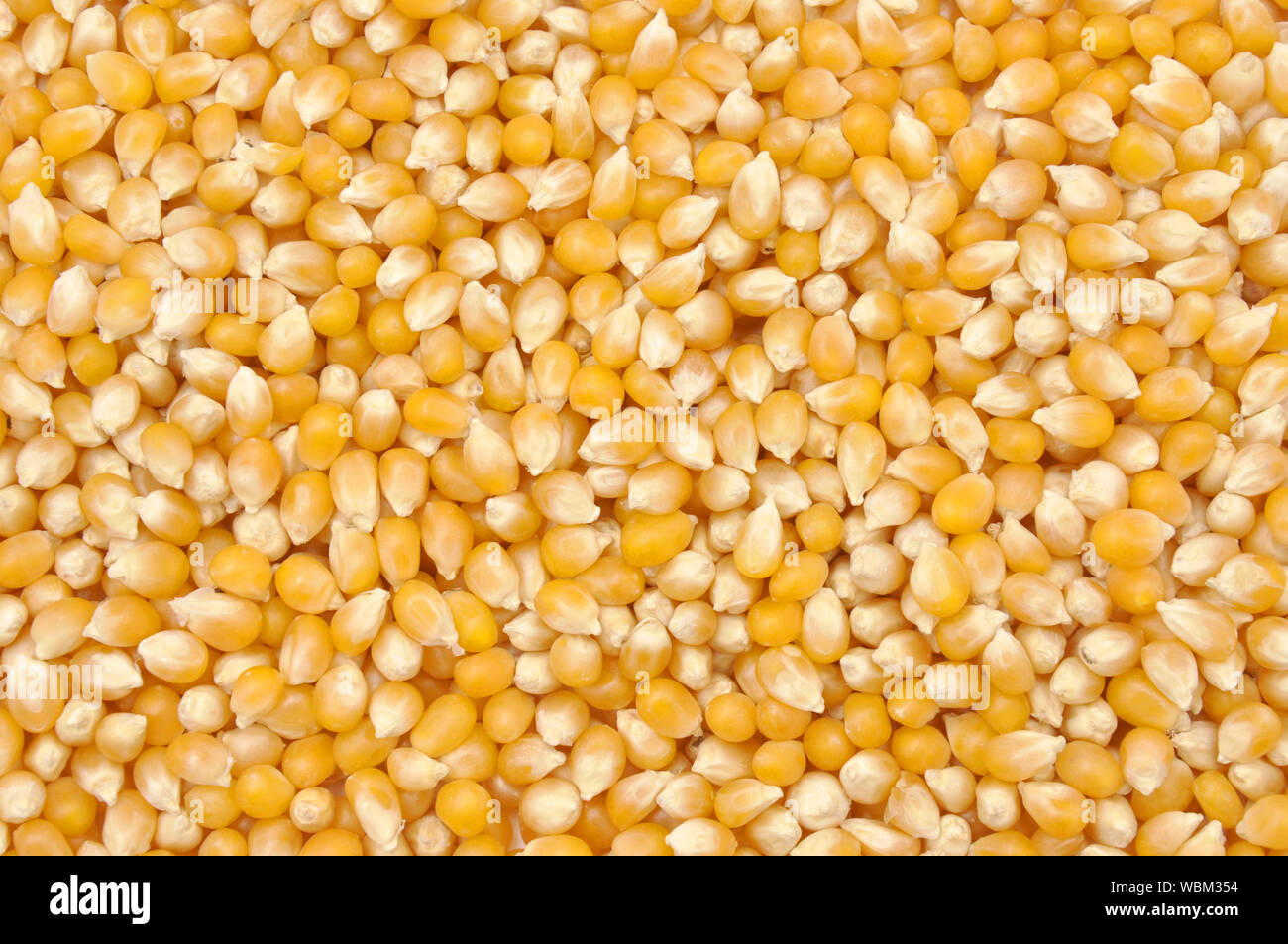 Corn seeds background. Raw mais corns background Stock Photo - Alamy