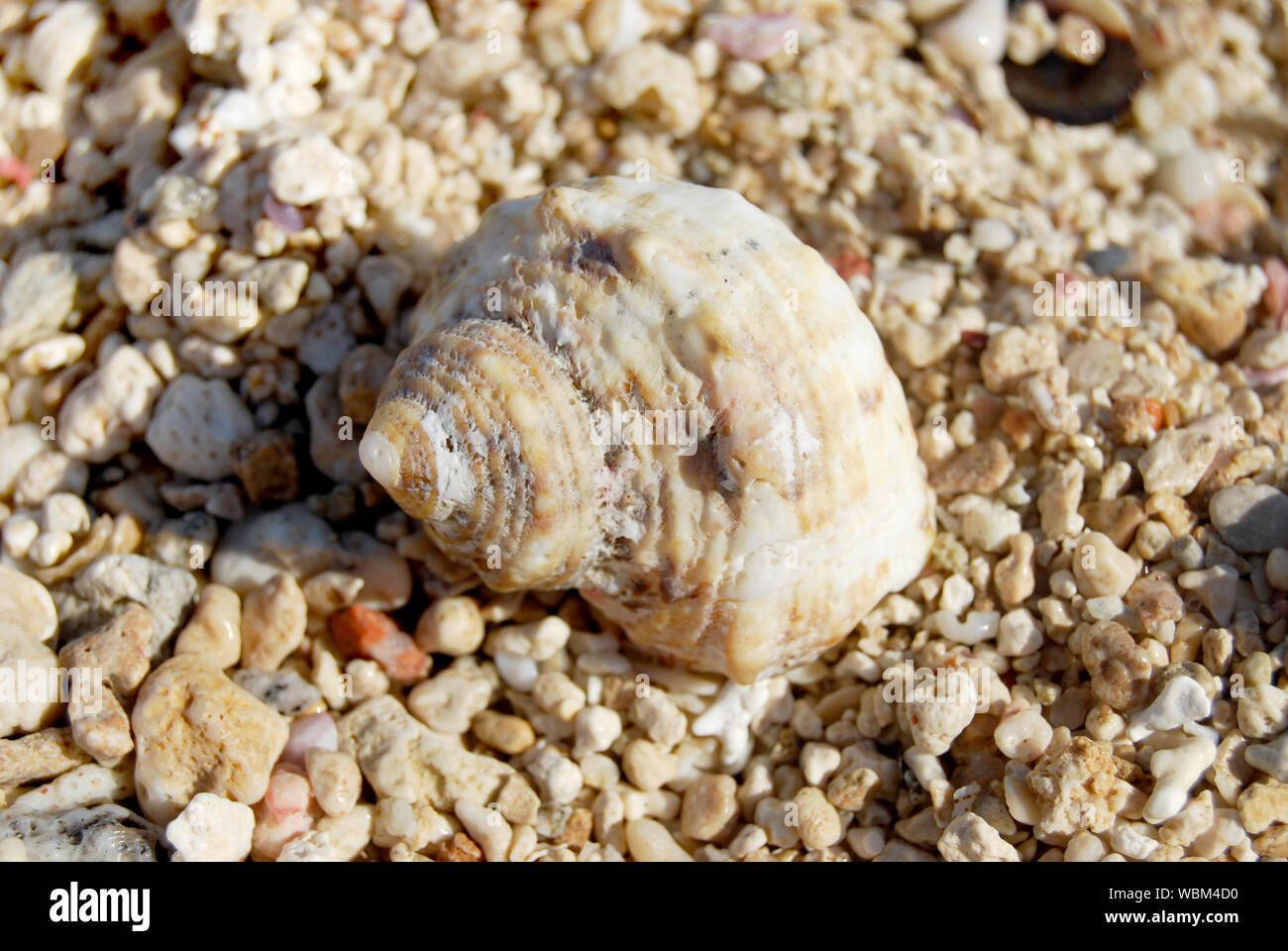 Sea shell on marine background. Relaxation style Stock Photo - Alamy