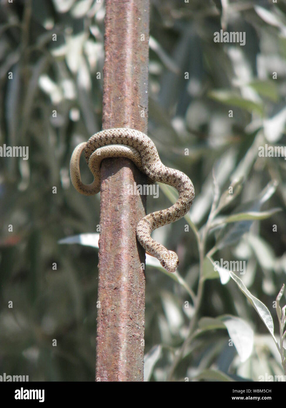 Rod snake hi-res stock photography and images - Alamy