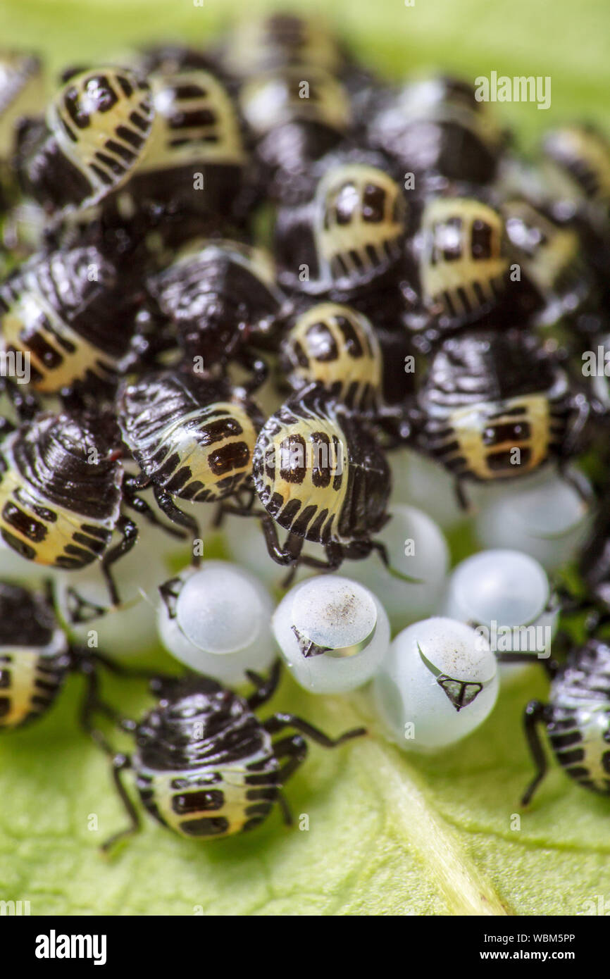 Insects larvae hi-res stock photography and images - Alamy