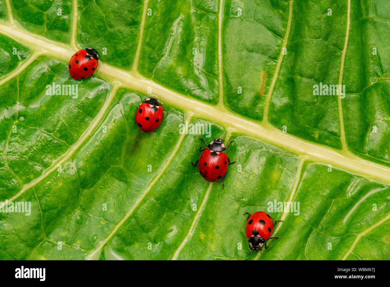 Ladybirds family on the green leaf after rain Stock Photo - Alamy