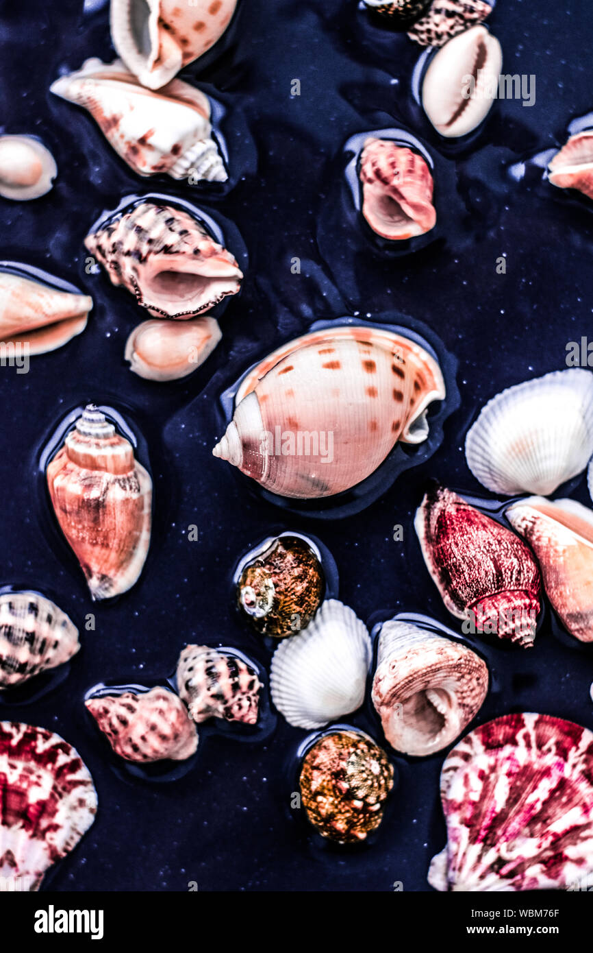 Ocean, nature texture and coastal vacation concept - Sea shell ...