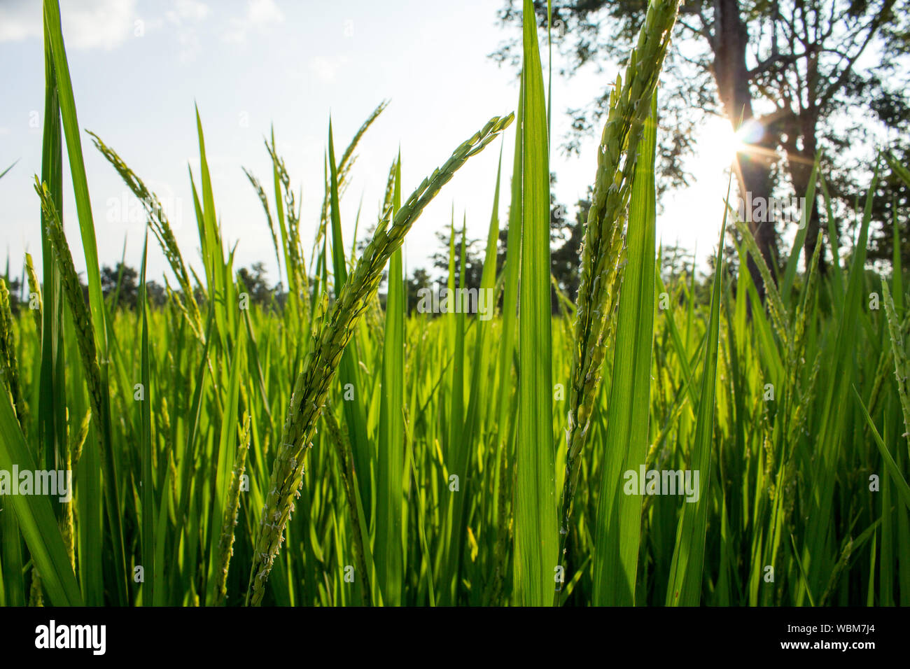 The field and rice field hi-res stock photography and images - Alamy