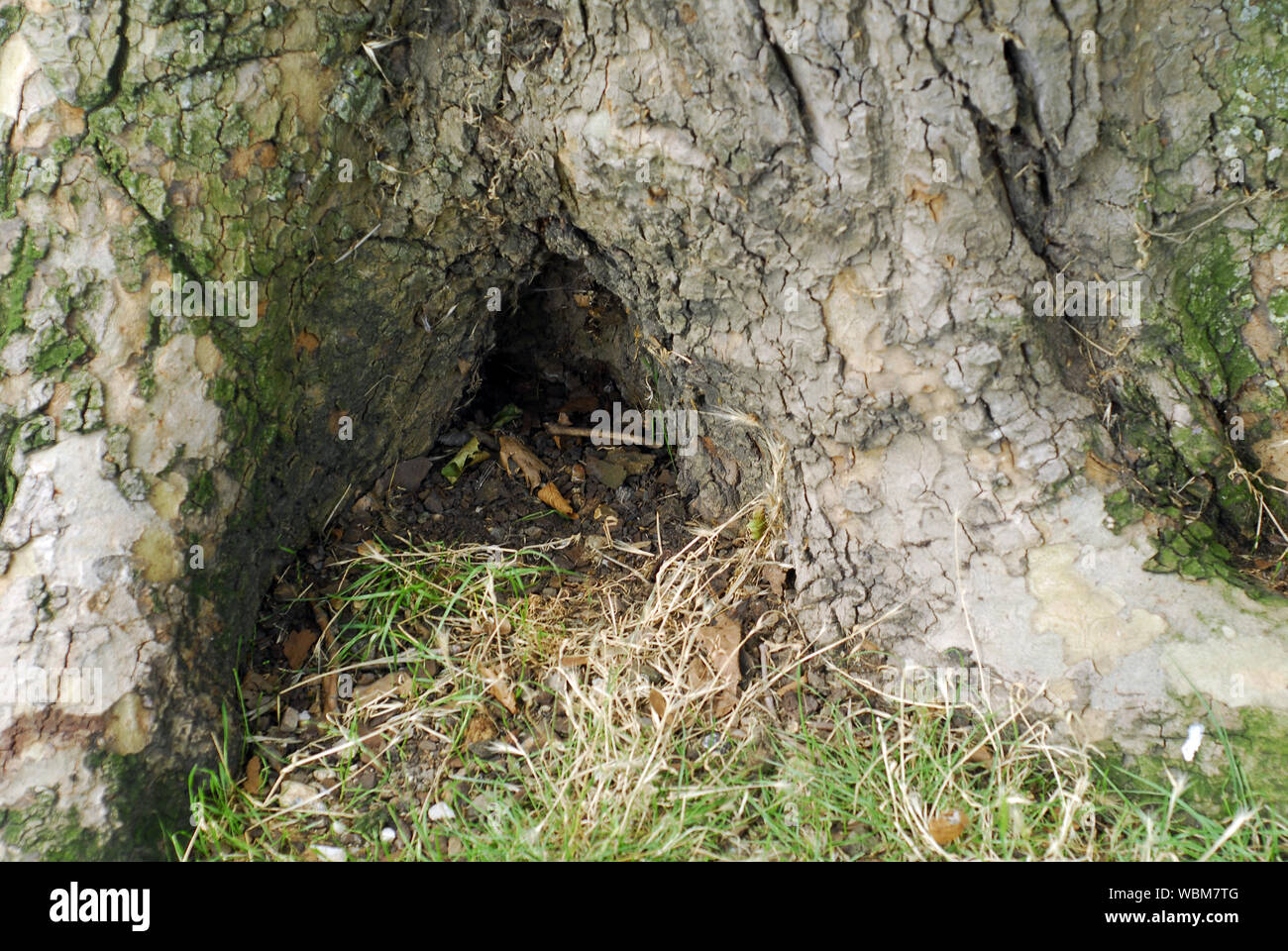 Woody base hi-res stock photography and images - Alamy