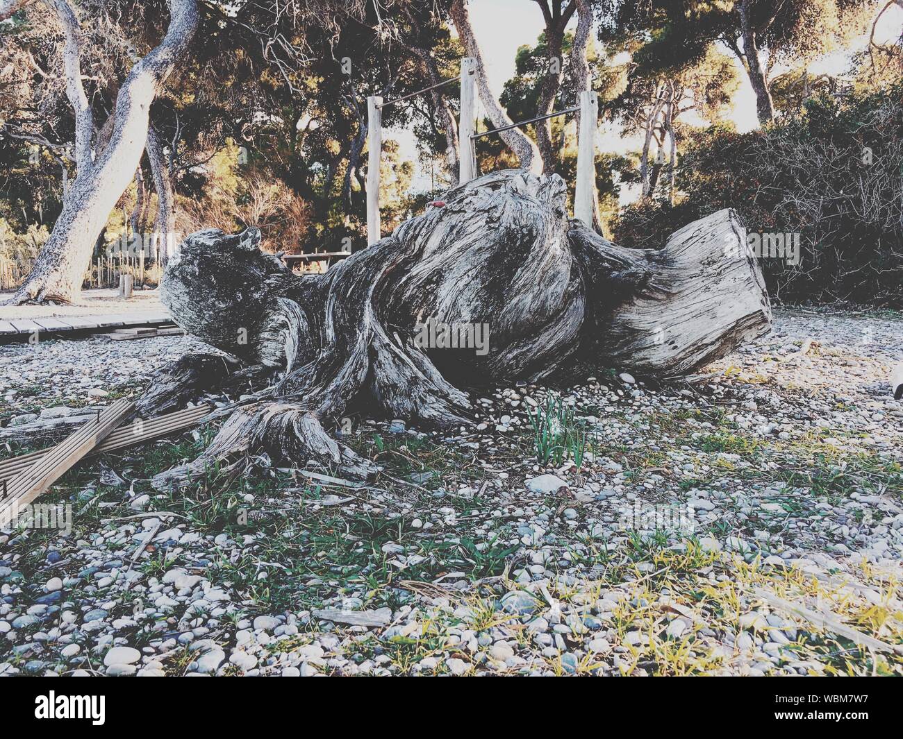 Fallen log hi-res stock photography and images - Alamy