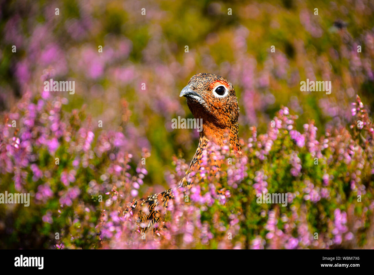 Grouse in heather on the moors, Yorkshire Stock Photo - Alamy