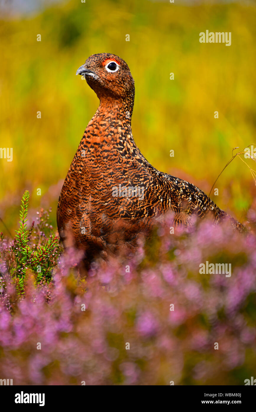 Grouse in heather on the moors, Yorkshire Stock Photo - Alamy