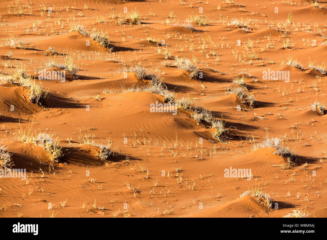 Grass in the namib desert hi-res stock photography and images - Alamy