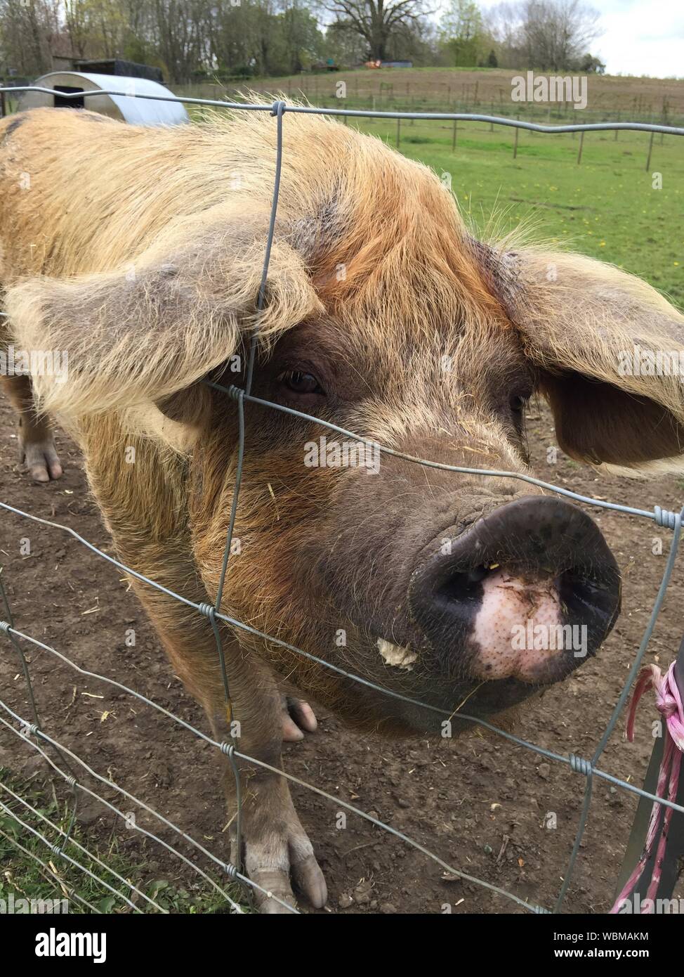 Pig Behind Fence High Resolution Stock Photography and Images - Alamy