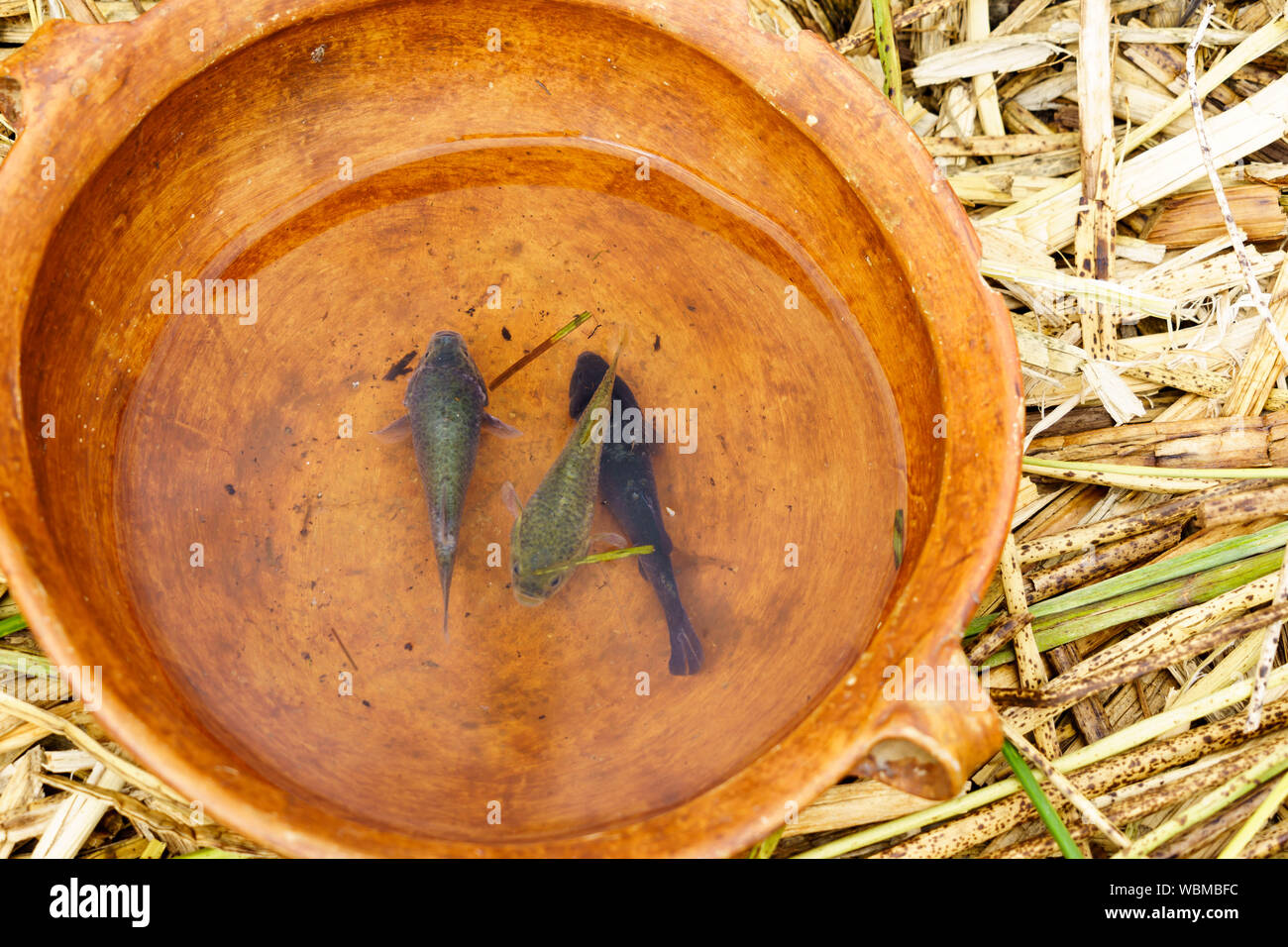 Fish in container hi-res stock photography and images - Alamy