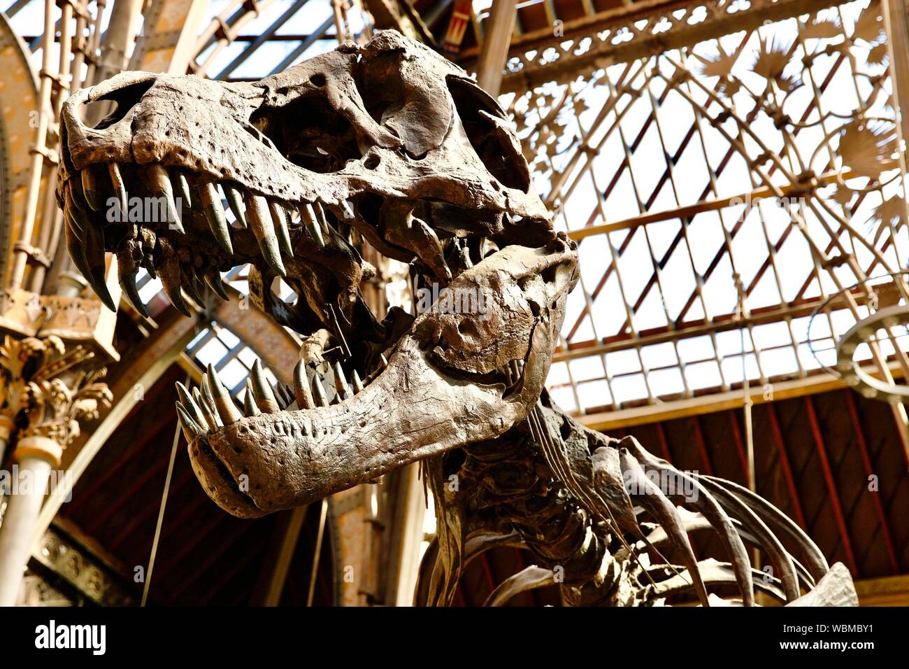 Megalosaurus Skeleton