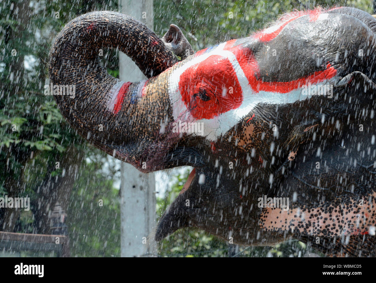 Elephant spraying water hi-res stock photography and images - Alamy
