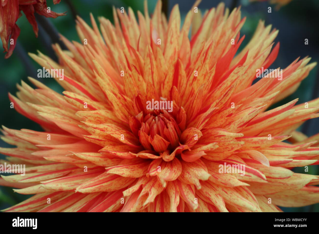 Kaktus dahlia hi-res stock photography and images - Alamy