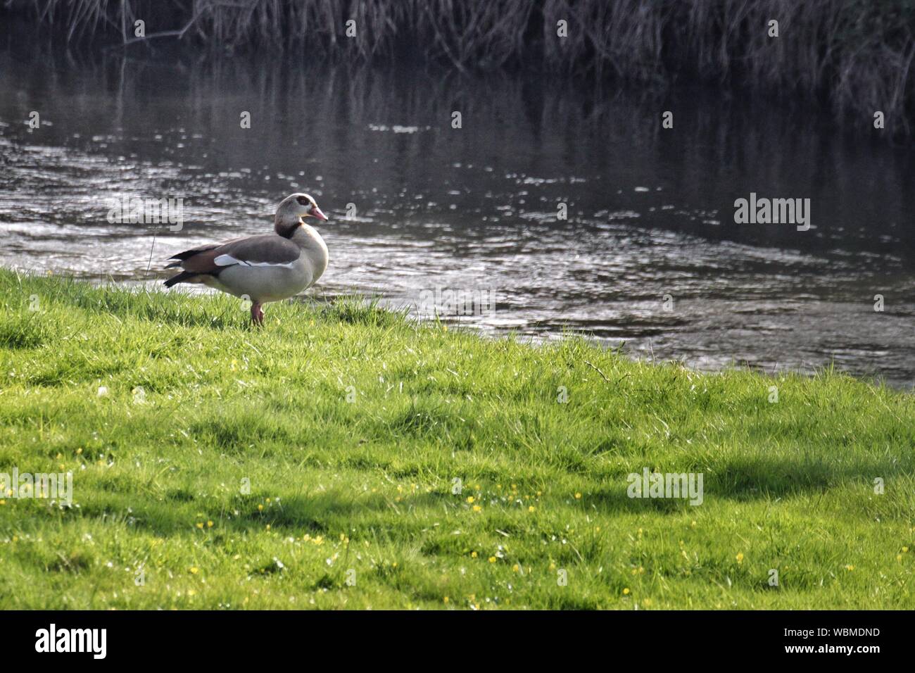 Duck grass hi-res stock photography and images - Alamy