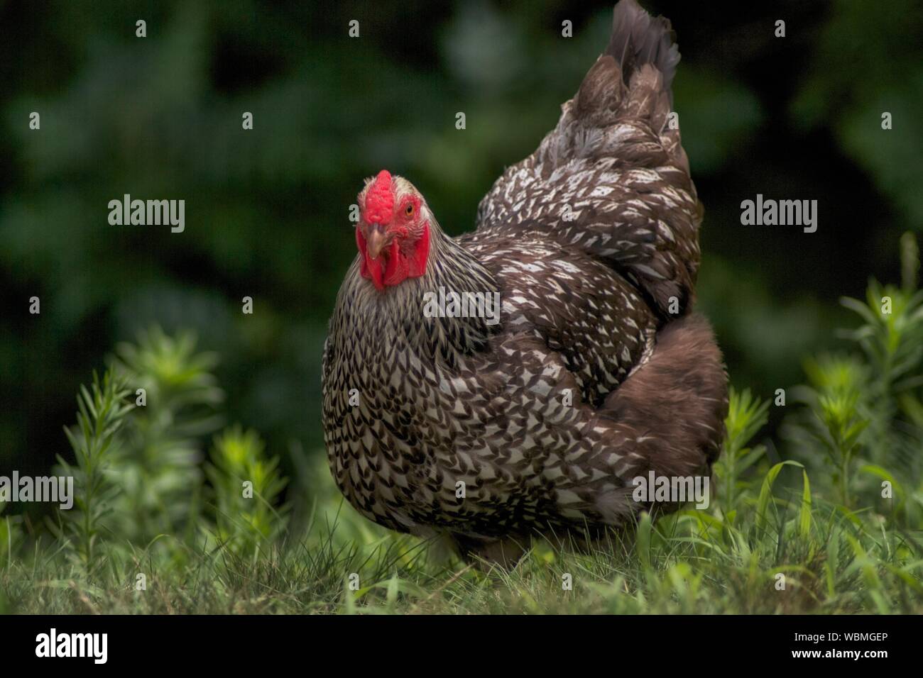 Rooster front view hi-res stock photography and images - Alamy