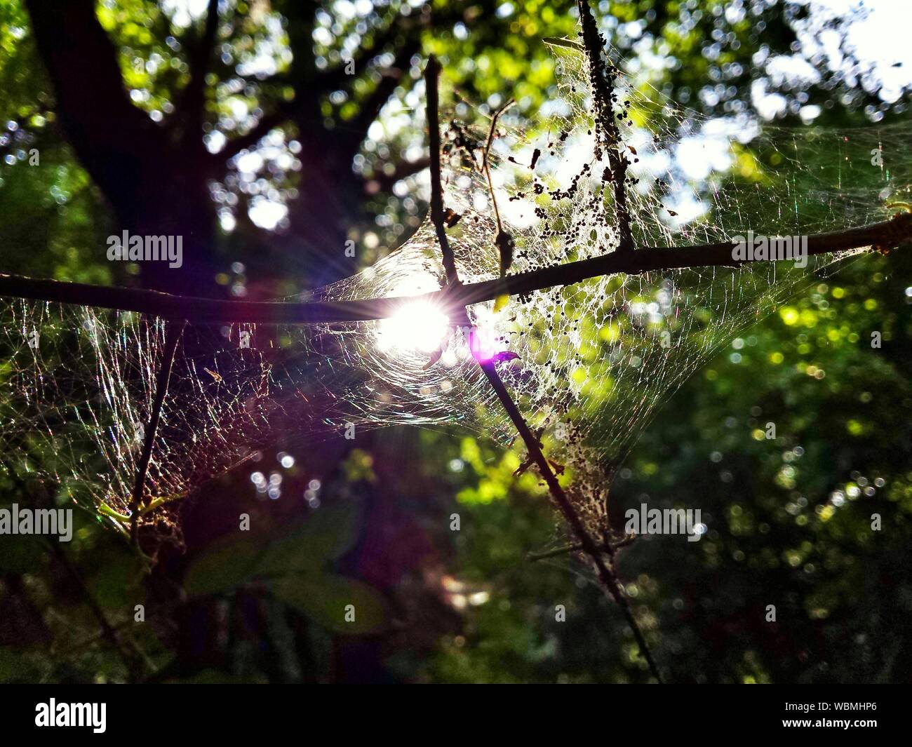Urban spider and web hi-res stock photography and images - Alamy