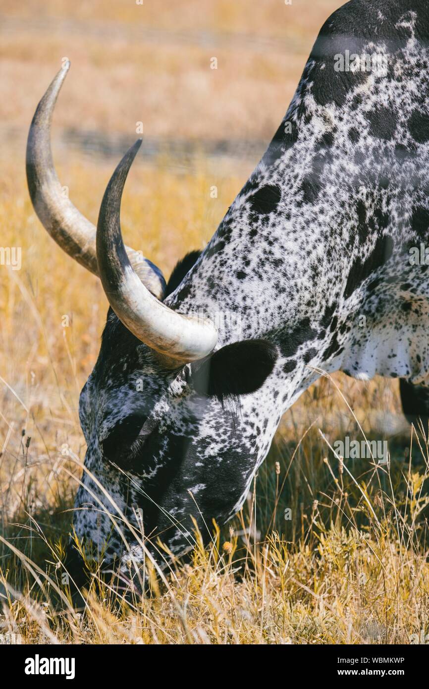 Texas cattle grazing hi-res stock photography and images - Alamy