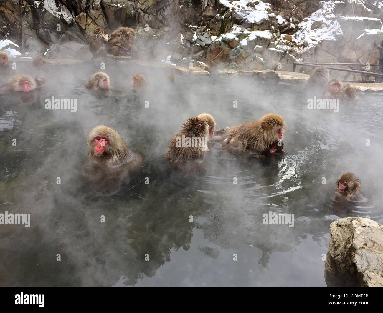 Group of japanese macaques hi-res stock photography and images - Alamy