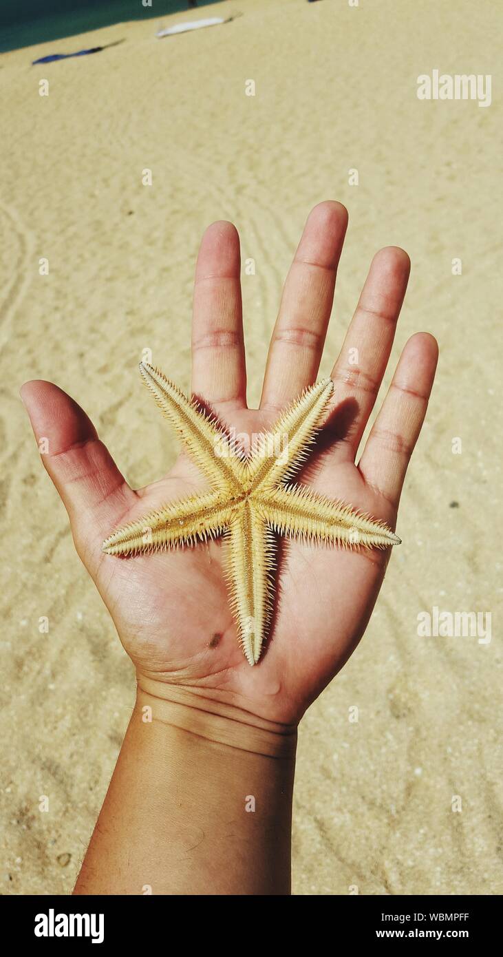 Hand Holding Starfish On Beach Stock Photo - Alamy