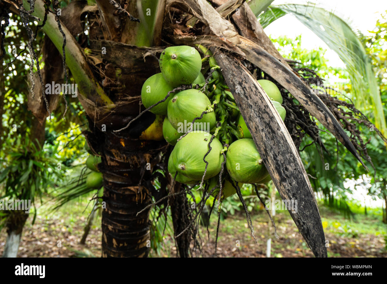 coconut tree (Cocos nucifera Stock Photo - Alamy