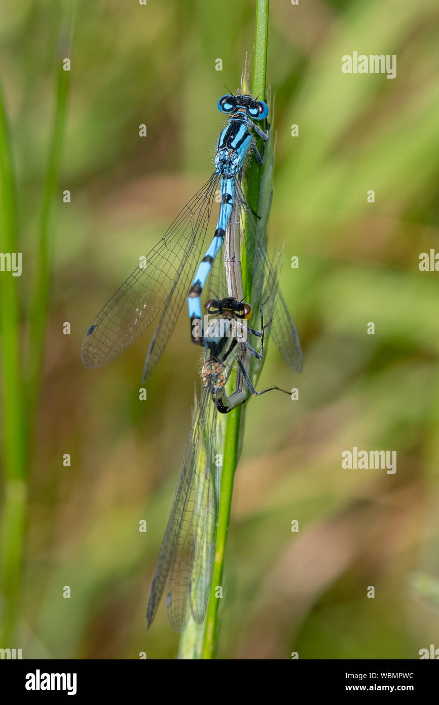 Mating signs hi-res stock photography and images - Alamy