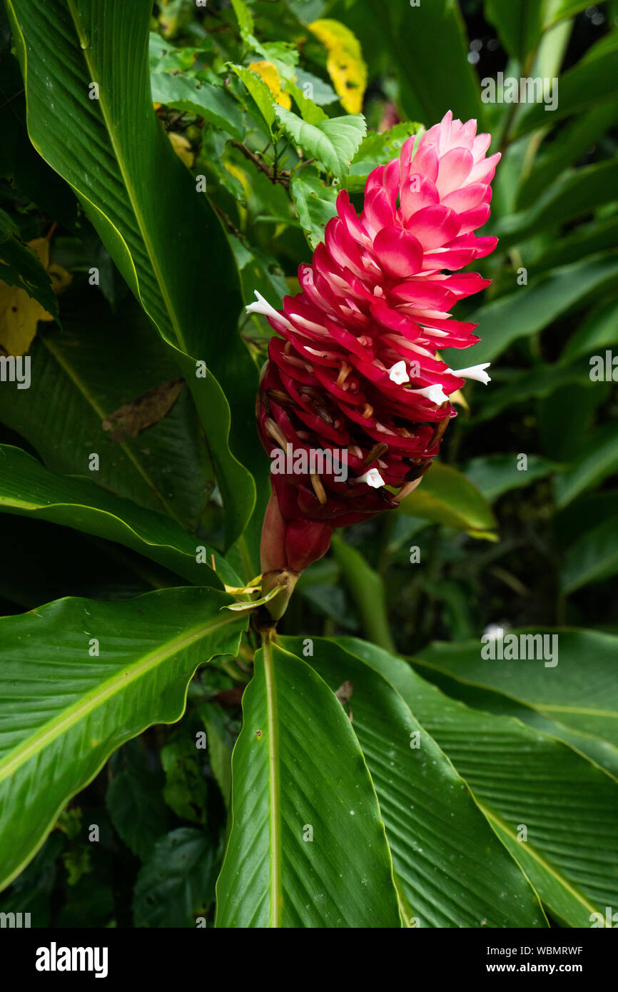 Costa Rica, Central America. Vermillion red tropical flower leaf in the ...