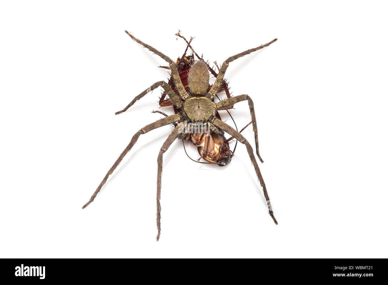 Dead spider Cut Out Stock Images & Pictures - Alamy