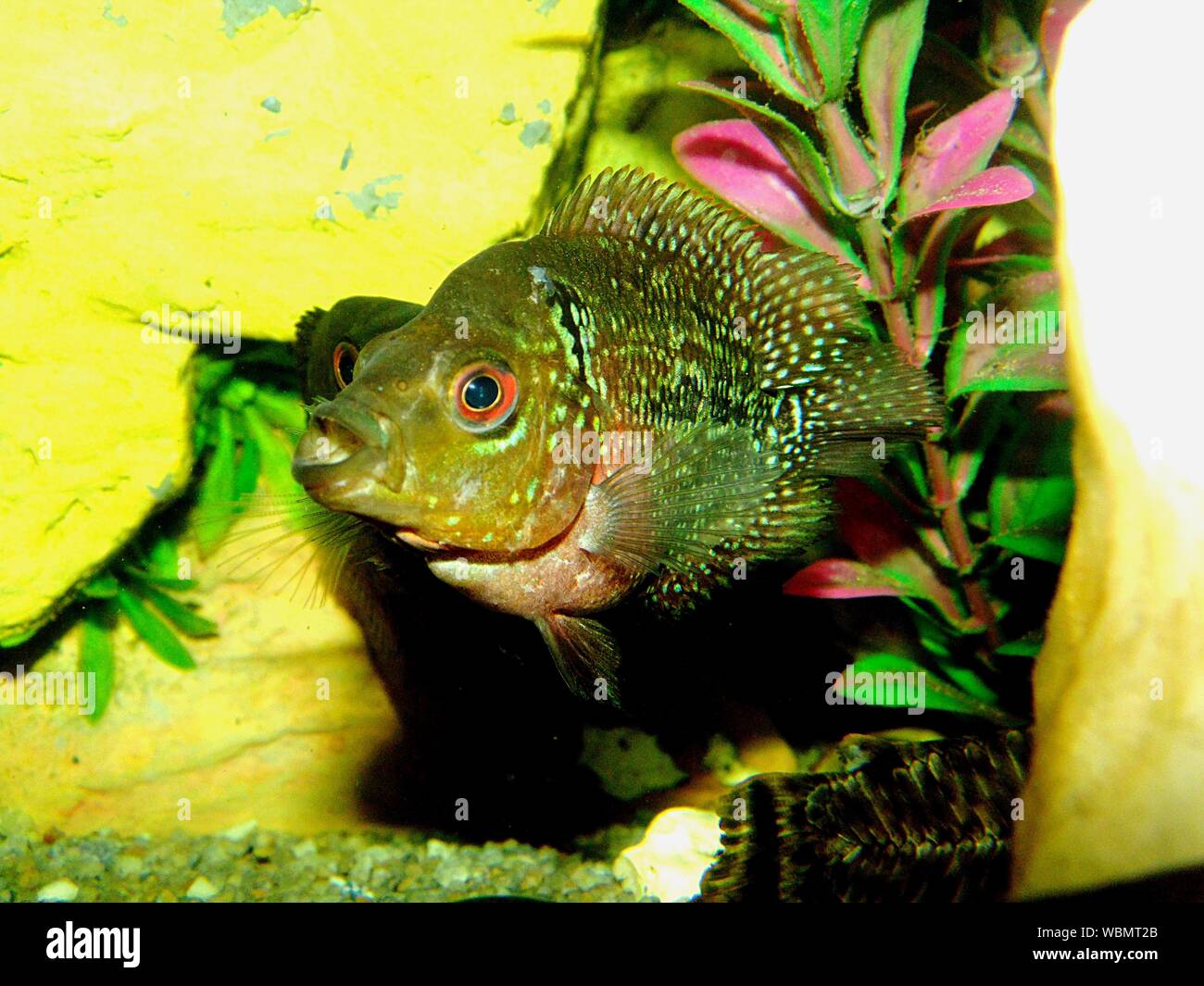 Flowerhorn cichlids hi-res stock photography and images - Alamy