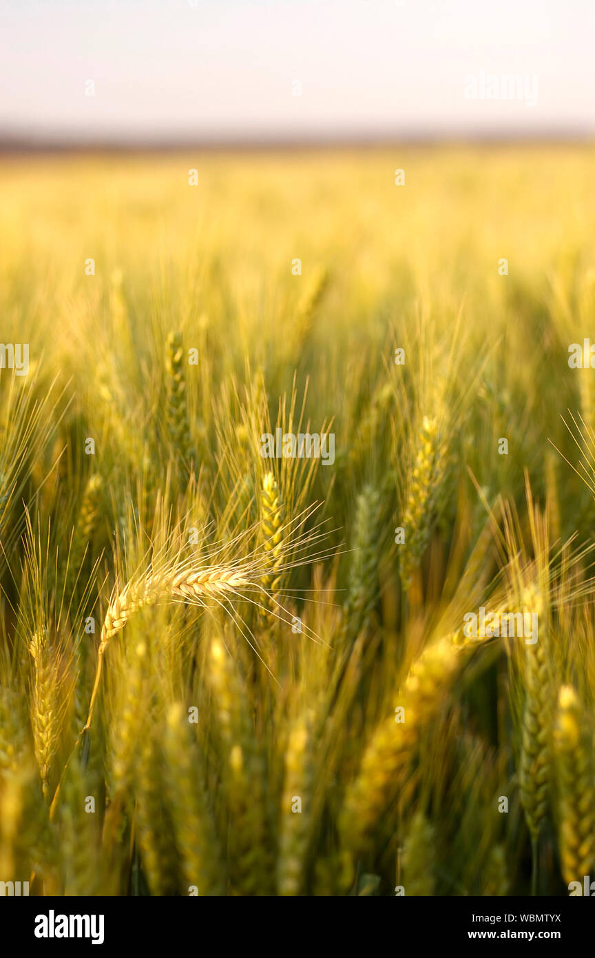Wheat plantation hi-res stock photography and images - Alamy