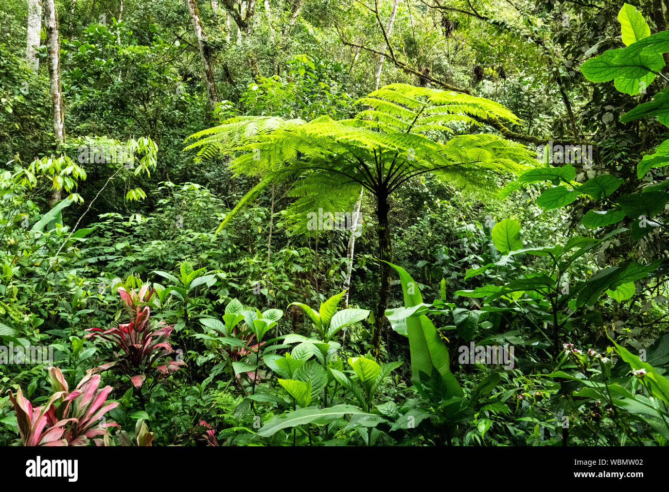 Cycadales hi-res stock photography and images - Alamy