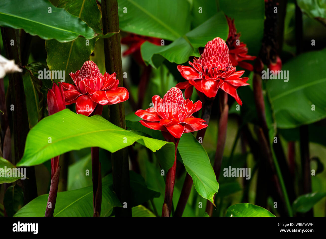 Emperor's Rod Wildflower, Torch Ginger Costa Rica Stock Photo - Alamy