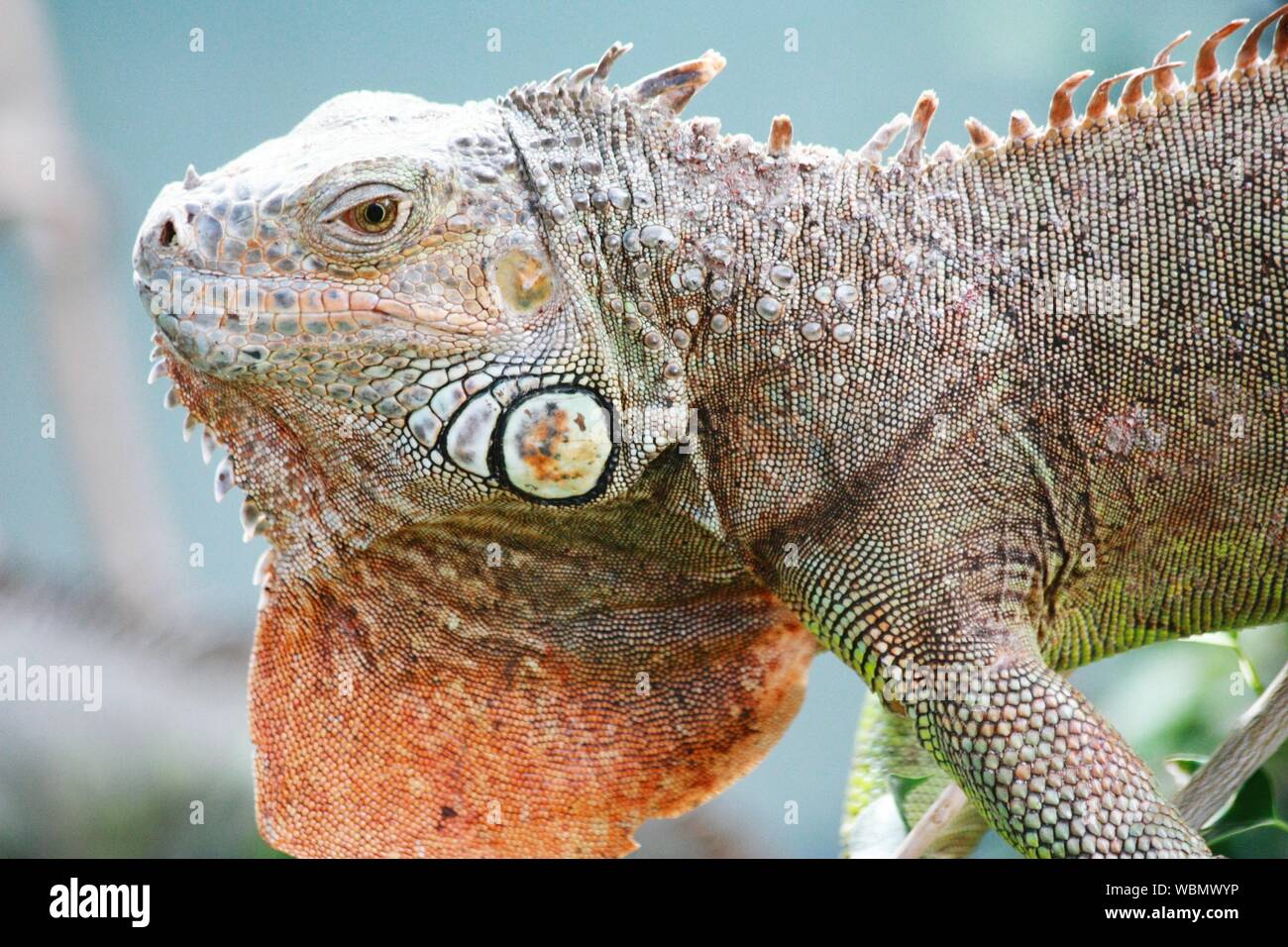 Leguaan hi-res stock photography and images - Alamy