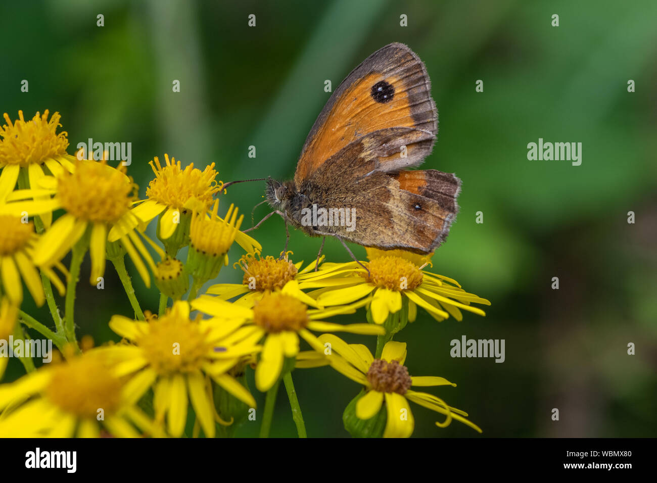 Meadow Brown butterfly (Maniola jurtina Stock Photo - Alamy