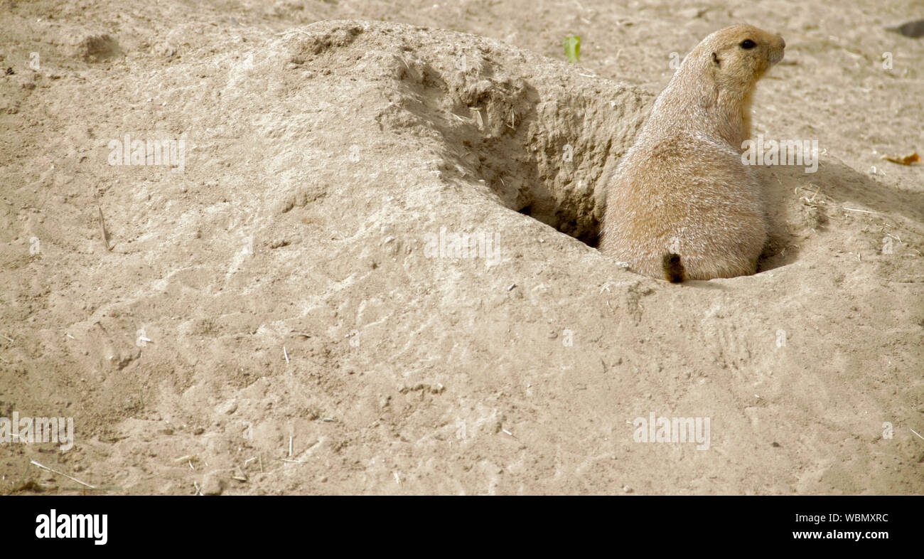 Prairie dog burrow hi-res stock photography and images - Alamy