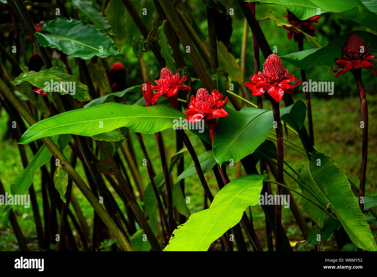 Emperor's Rod Wildflower, Torch Ginger Costa Rica Stock Photo - Alamy